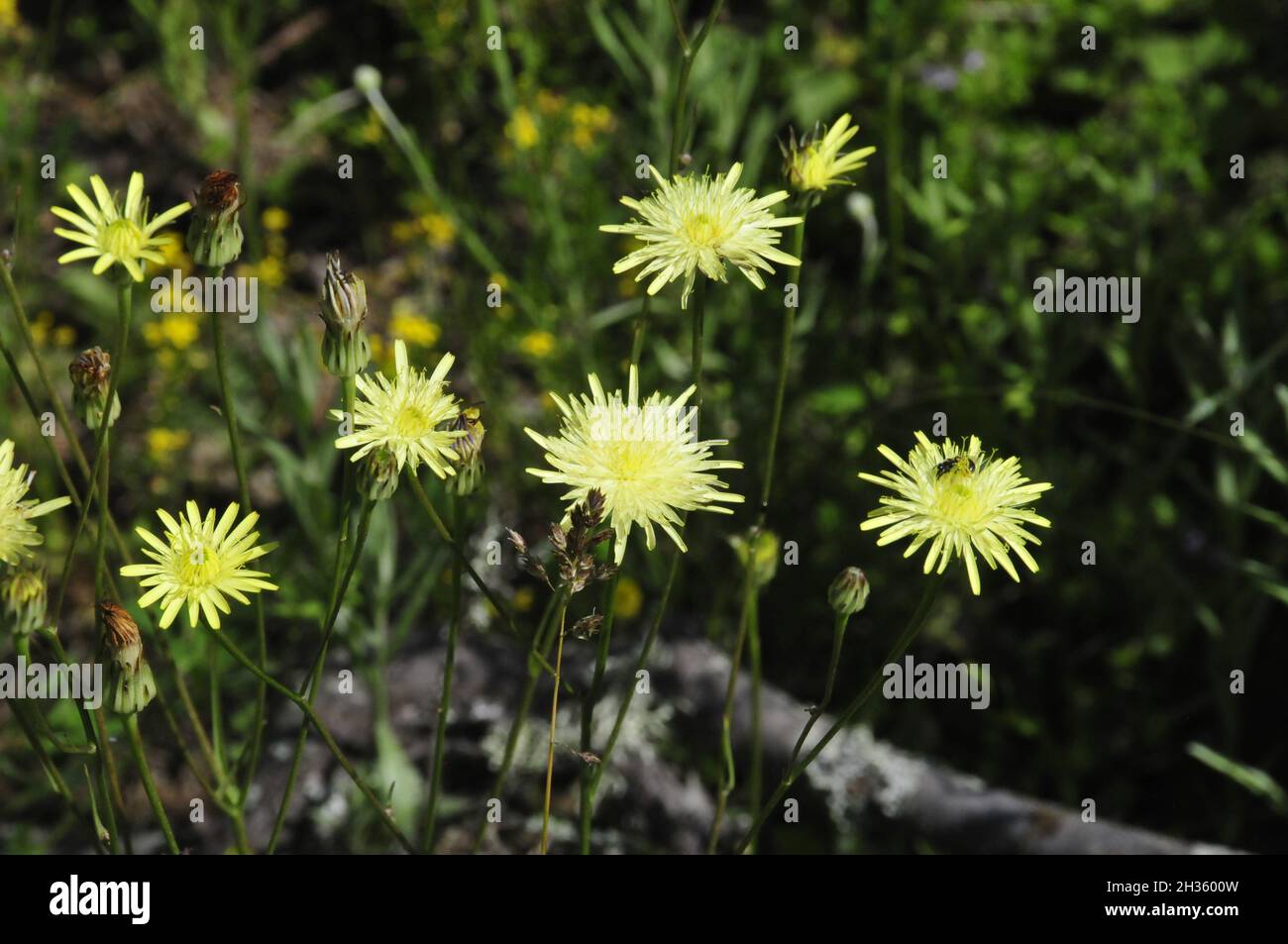 Touch colorful stones hi-res stock photography and images - Alamy