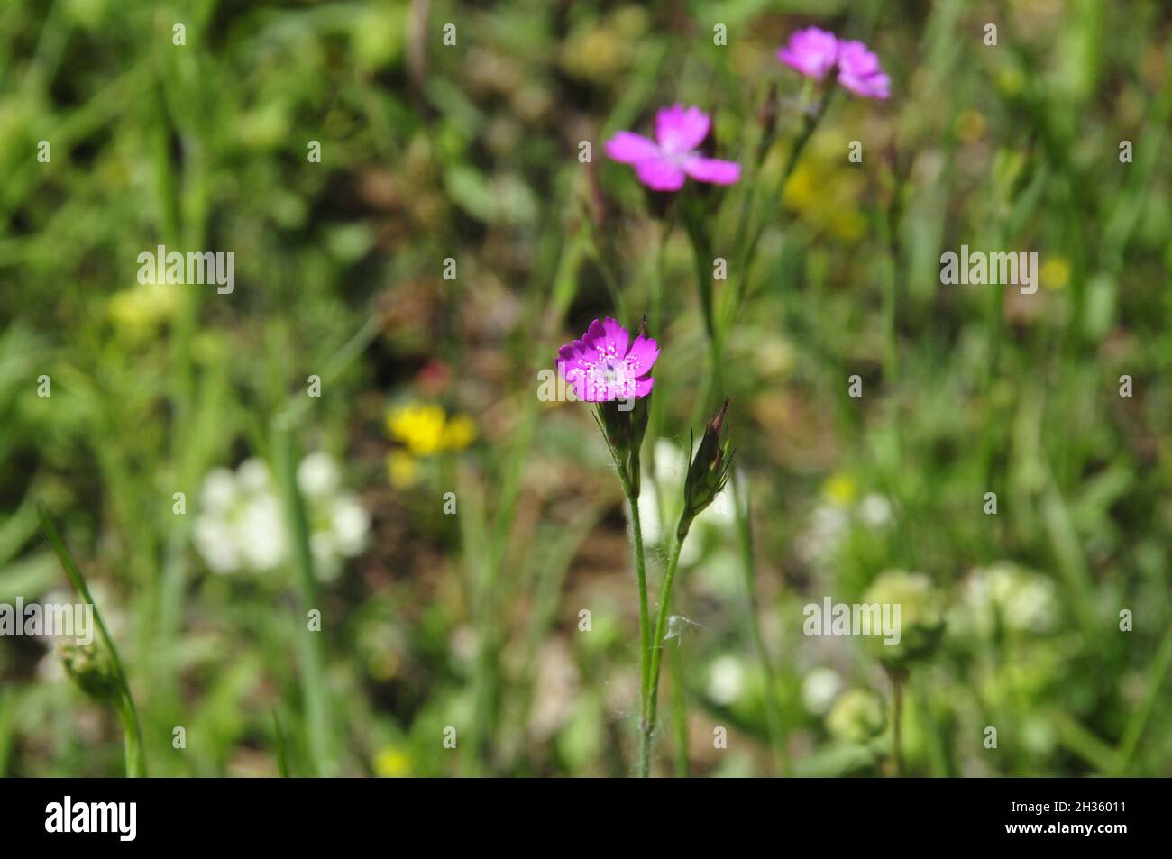 wild flowers colorful in untouched nature Stock Photo - Alamy