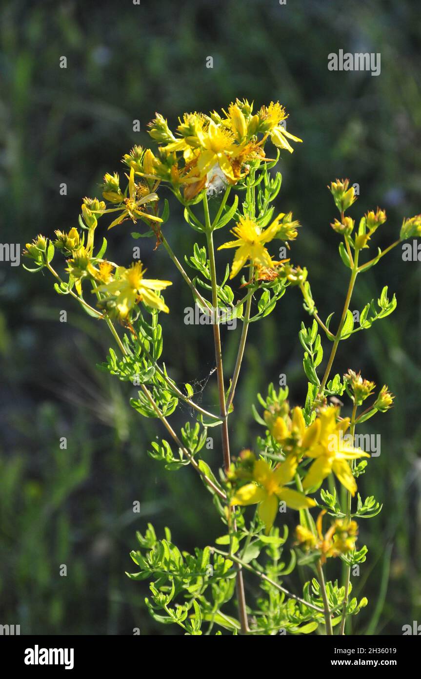 wild flowers colorful in untouched nature Stock Photo - Alamy