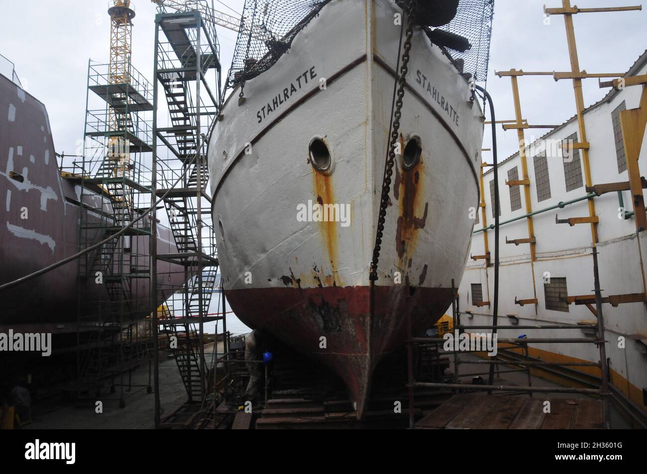 Ship Rat High Resolution Stock Photography and Images - Alamy