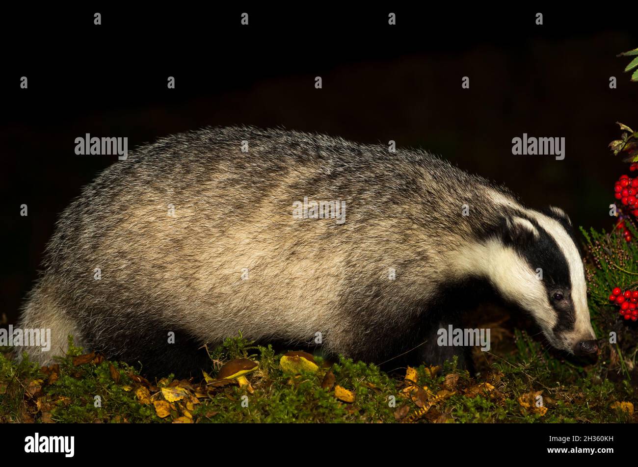 Badger, Scientific name: Meles Meles. Wild, native, Eurasian badger ...