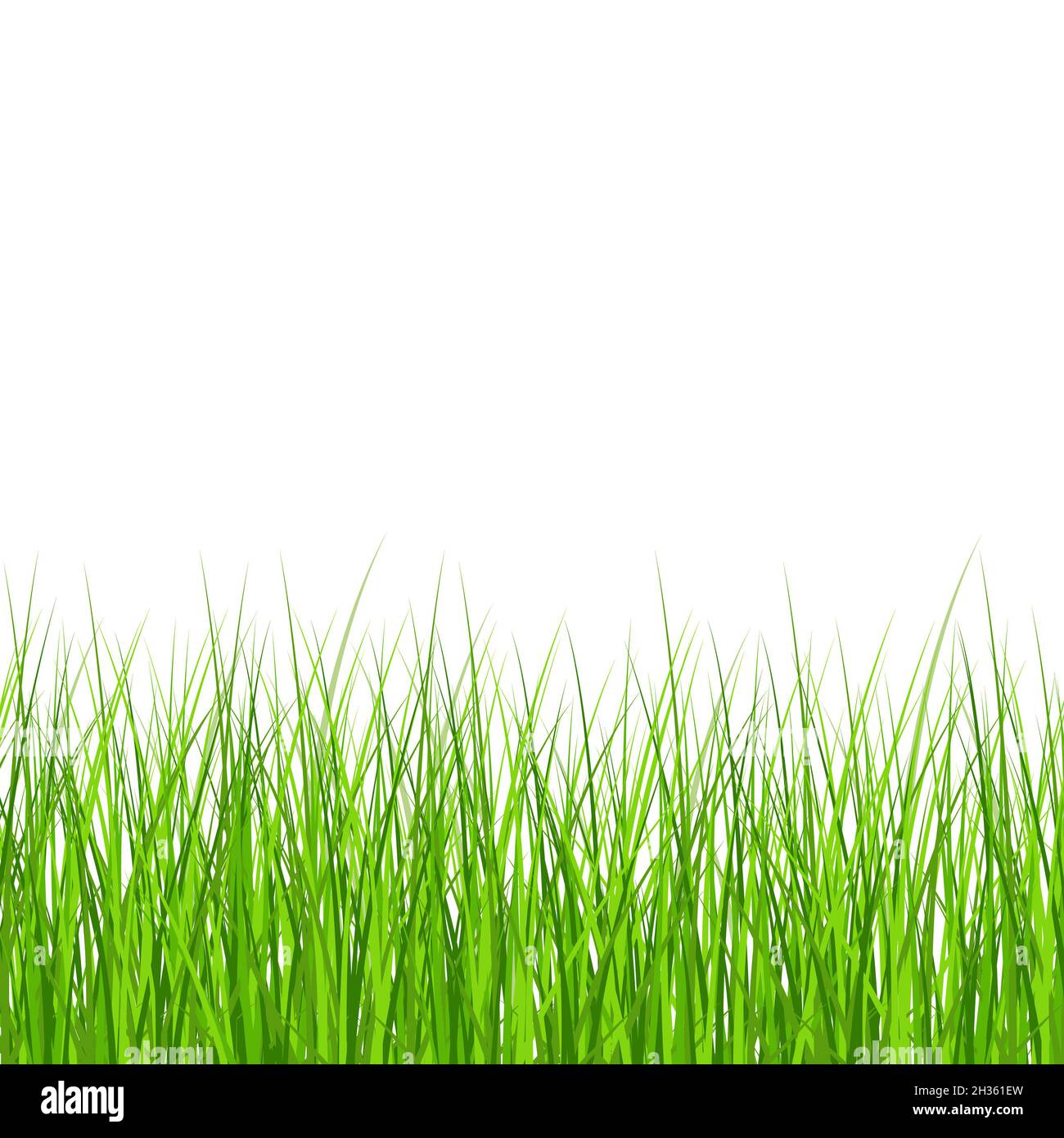 Realistic green meadow grass on white background - Vector illustration ...
