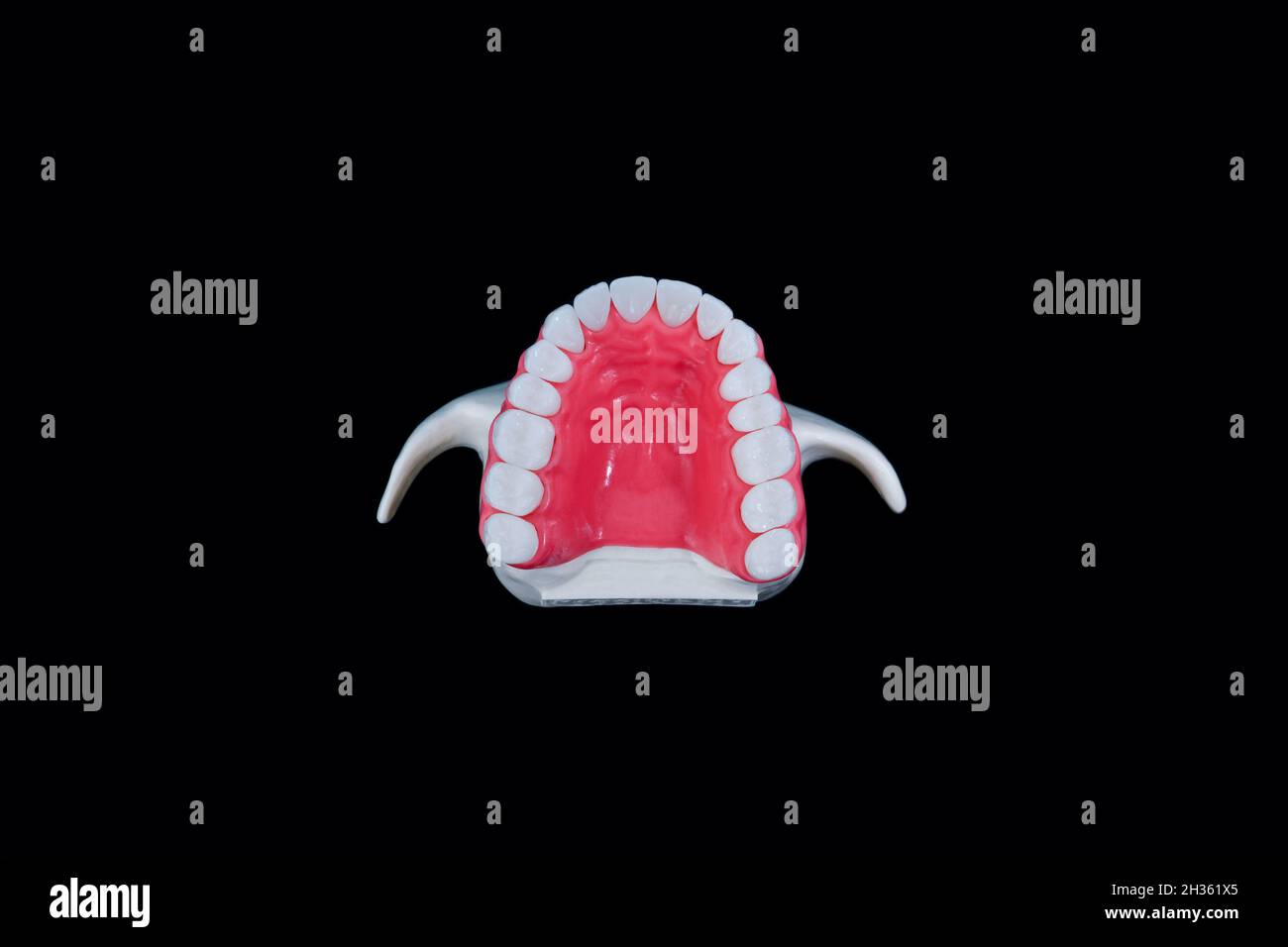 Upper human jaw with teeth and gums anatomy model medical illustration ...