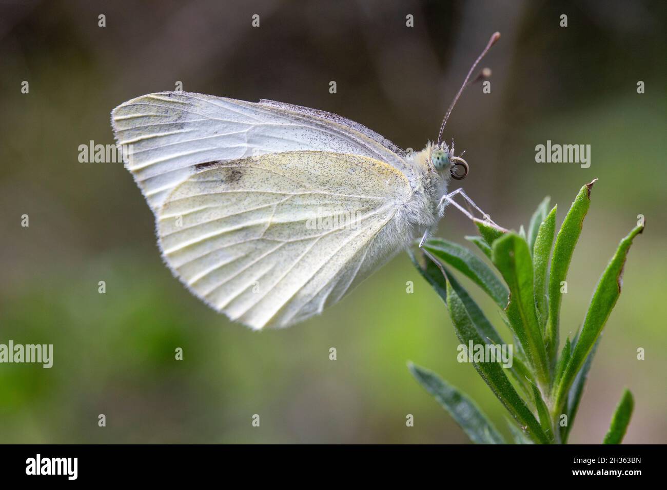 Closeup image of a Small White Butterfly (Pieris rapae Stock Photo - Alamy