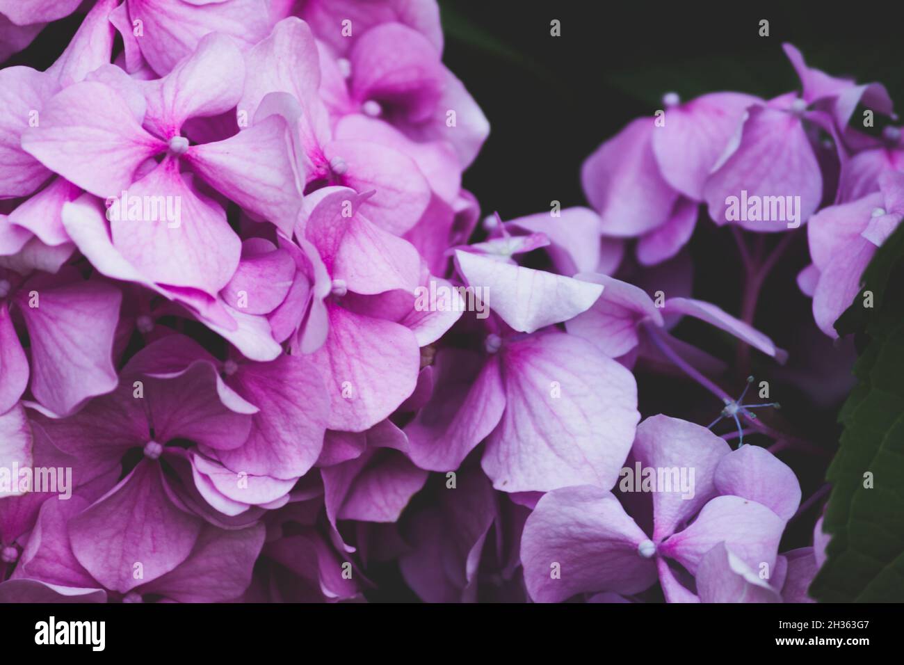 Hydrangea petals hi-res stock photography and images - Alamy