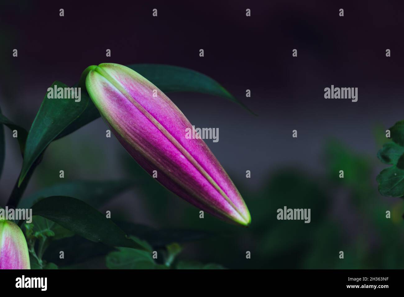 Regal lily isolated hi-res stock photography and images - Alamy