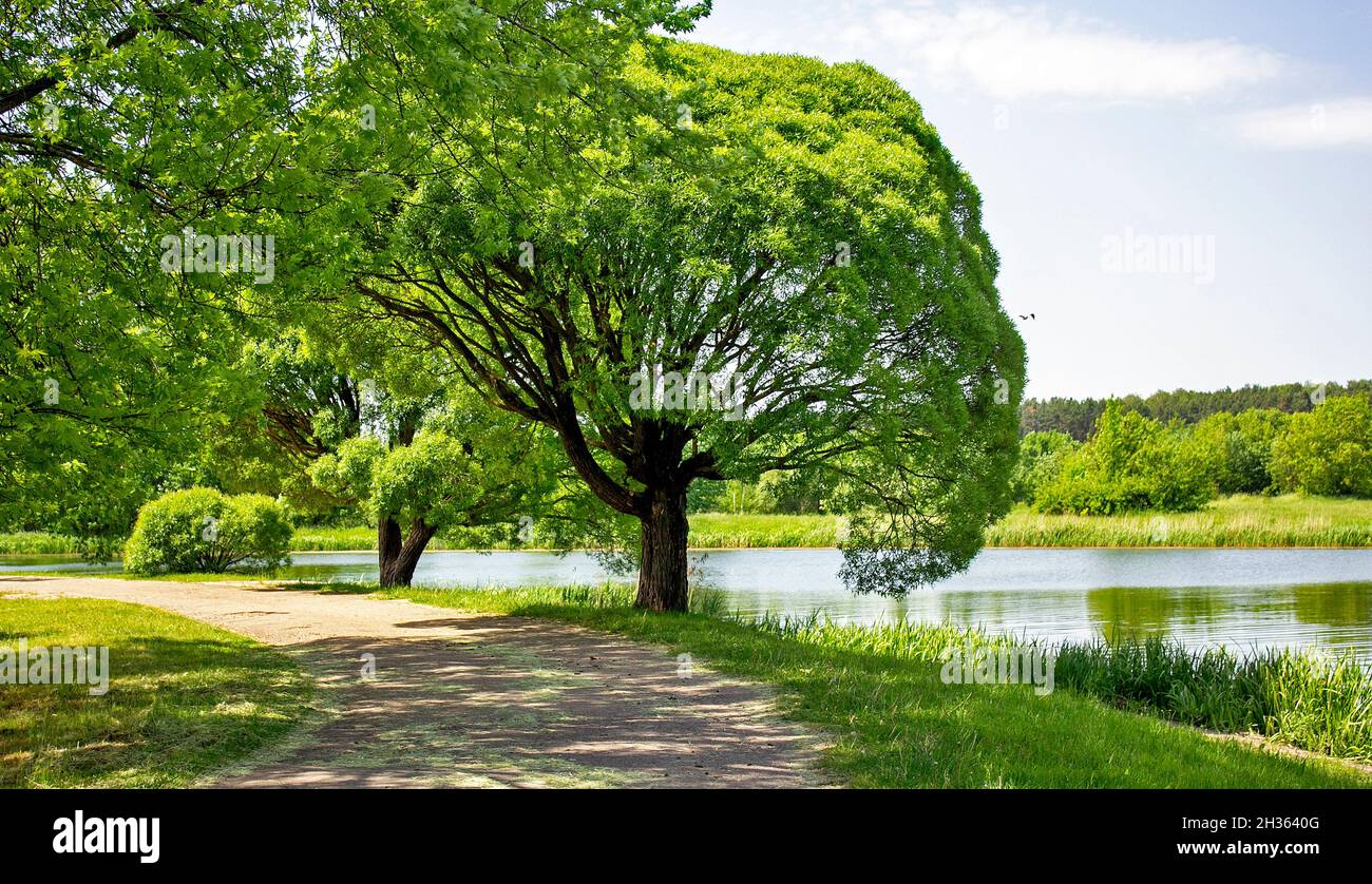 Summer landscape. A tree with a spherical crown on the banks of the ...