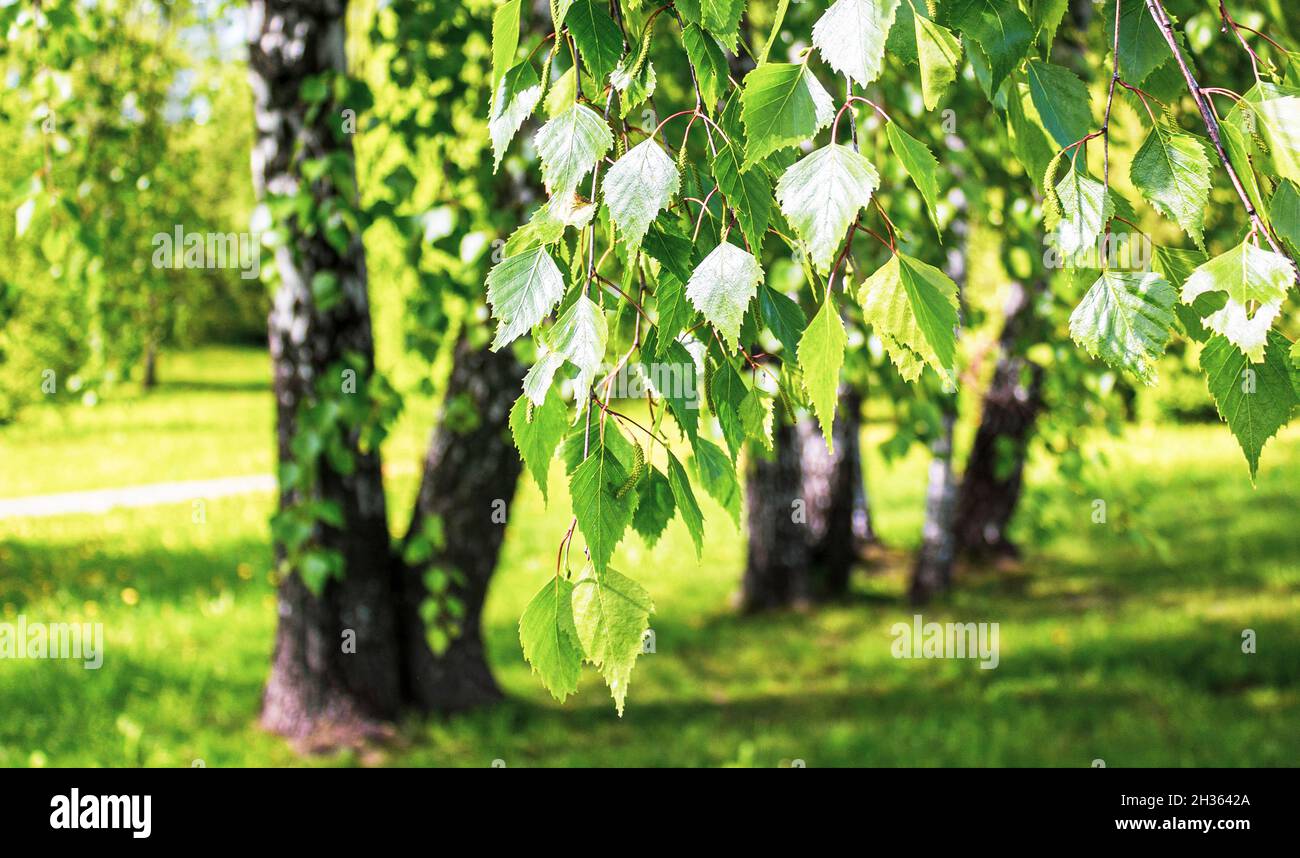 Beautiful green birch leaves hi-res stock photography and images - Alamy