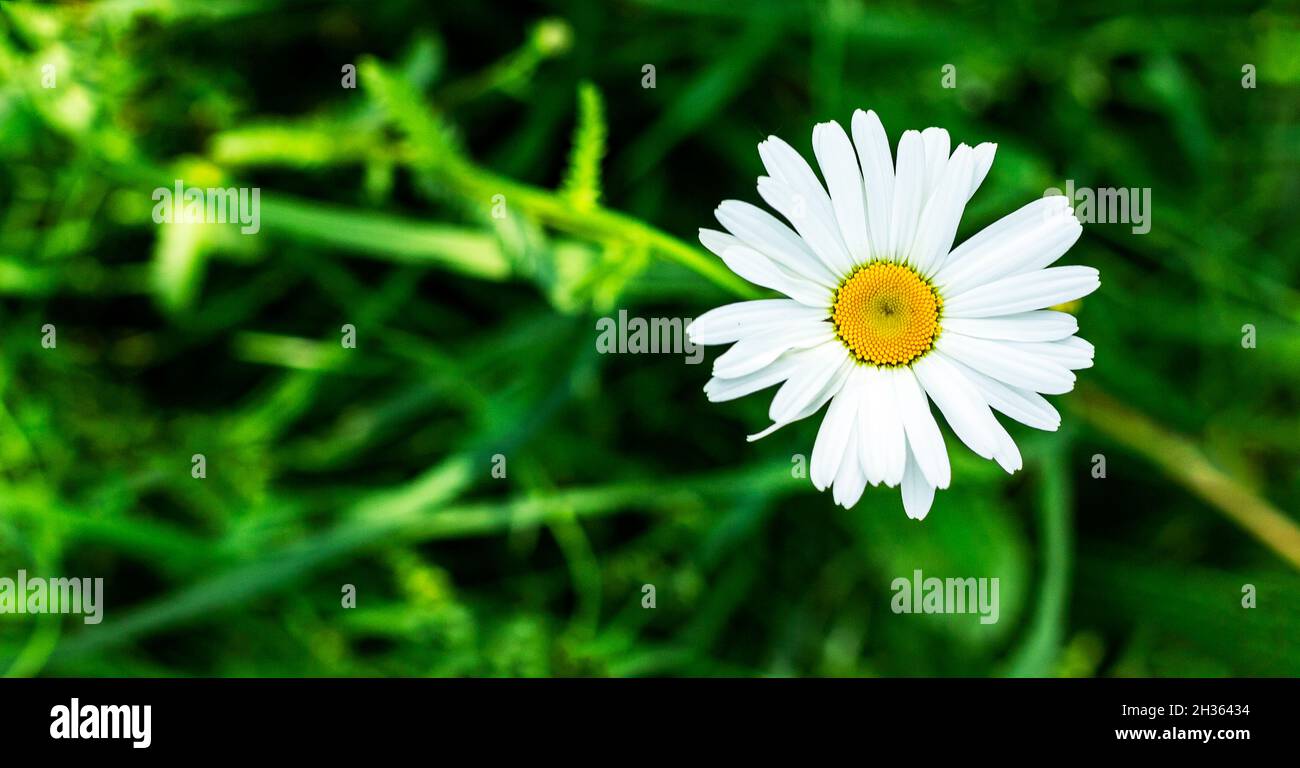Wild camomile flowers on the field on a sunny day. shallow depth of ... Wild camomile flowers on the field on a sunny day. shallow depth of ...