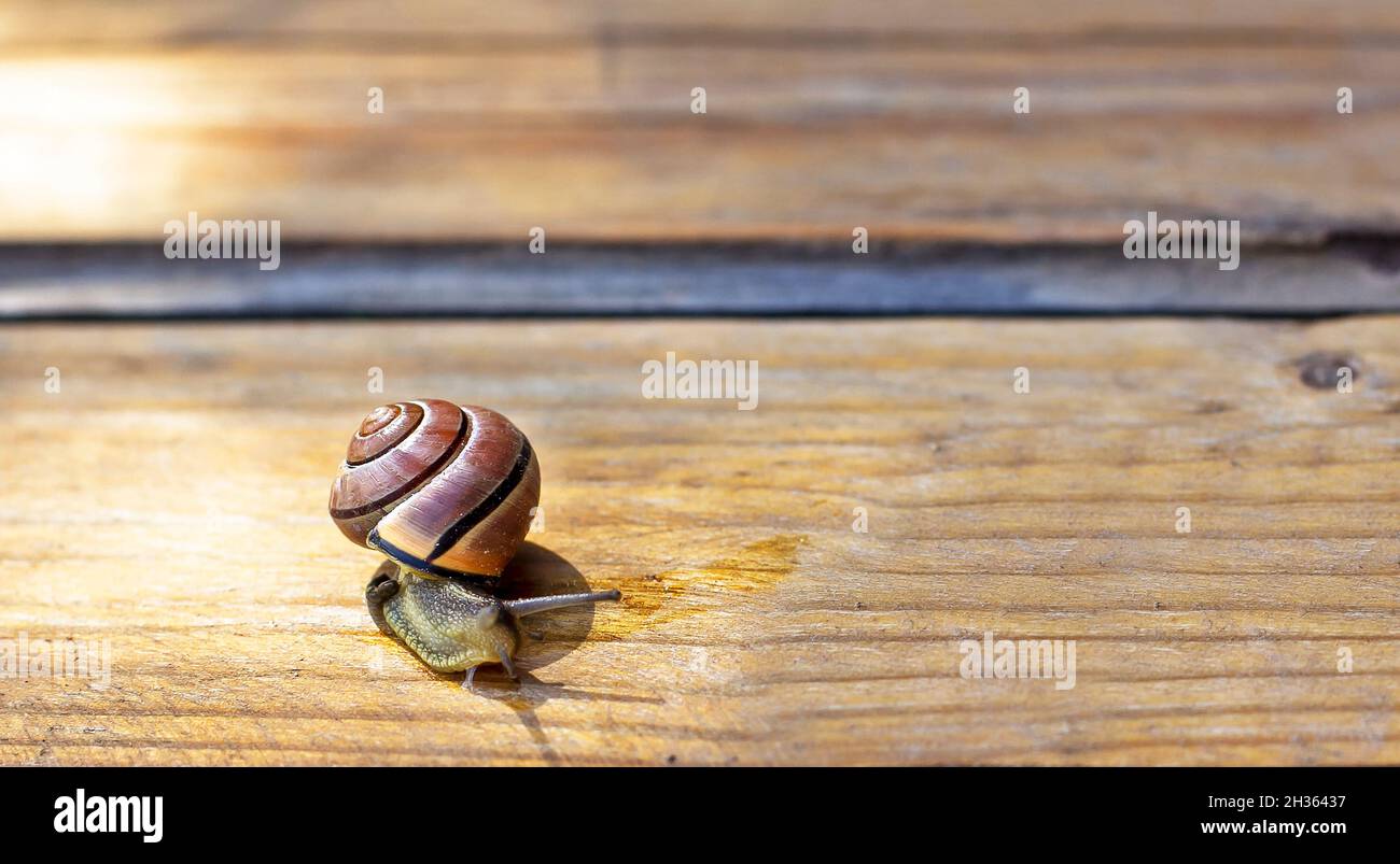 Slug up close hi-res stock photography and images - Alamy