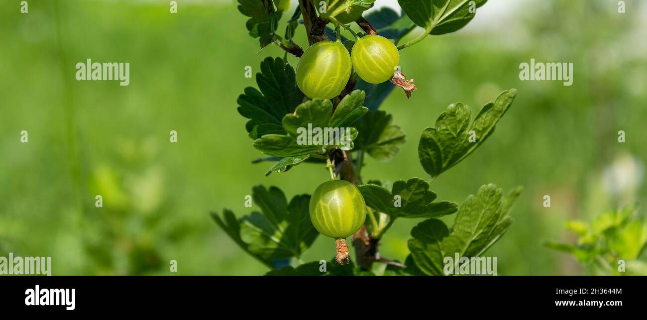 Gooseberries green gooseberry gooseberry bush hi-res stock photography ...