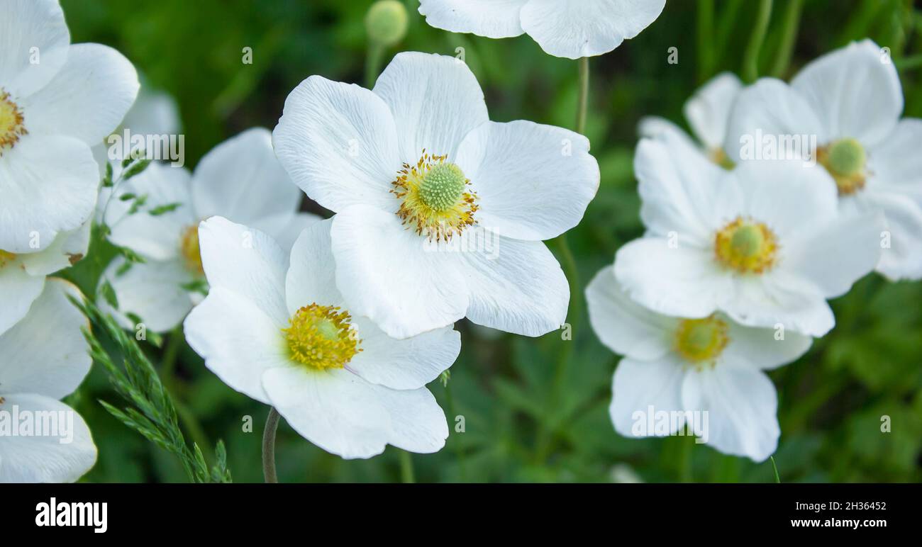 Anemone hupehensis japonica double flower, Chinese anemone, Japanese ...
