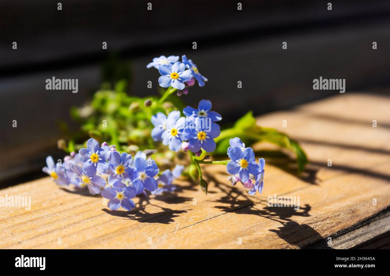 Love me nots hi-res stock photography and images - Alamy