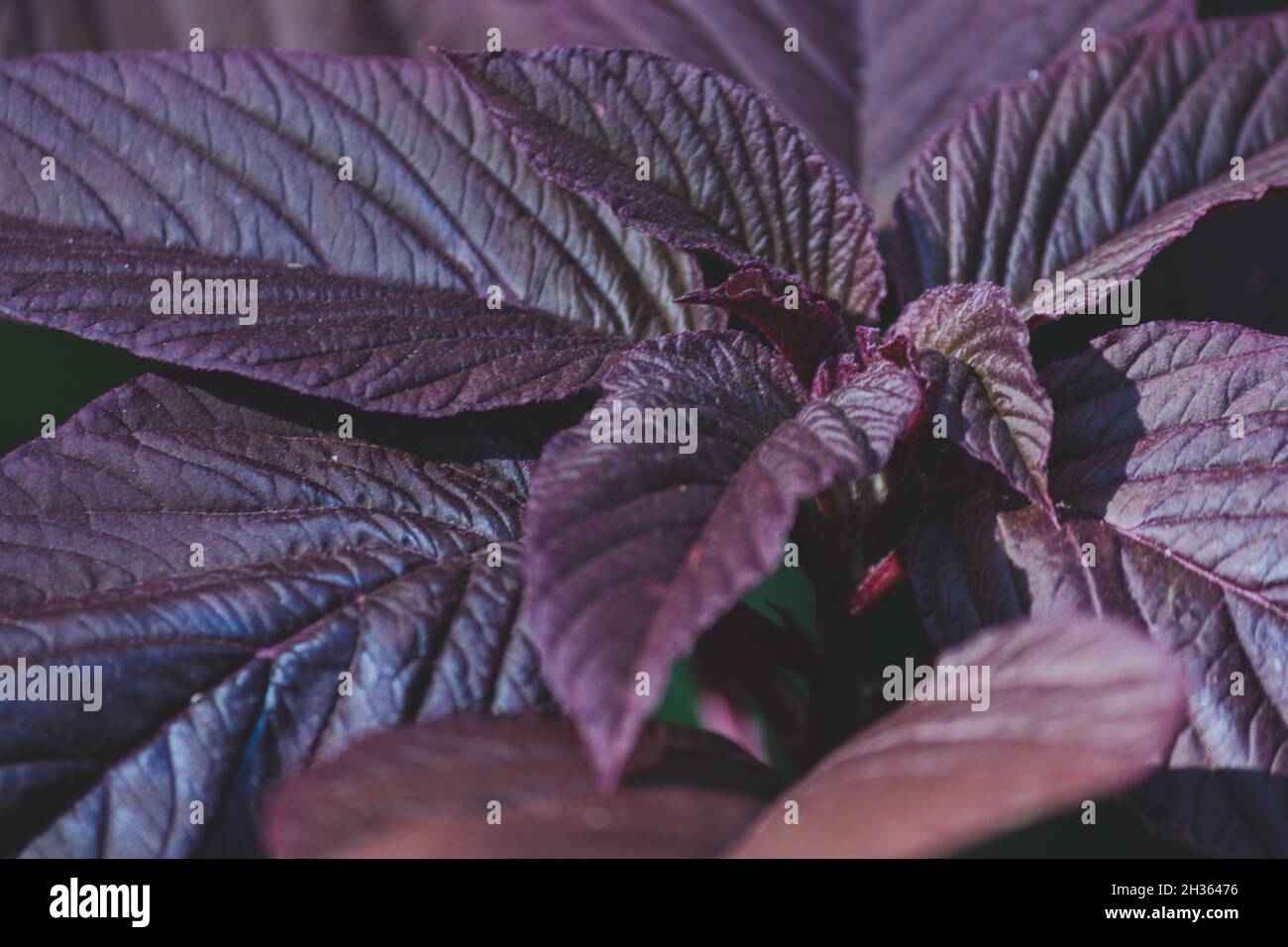 Purple leaves close up in cold colors. Background with leaves Stock ...
