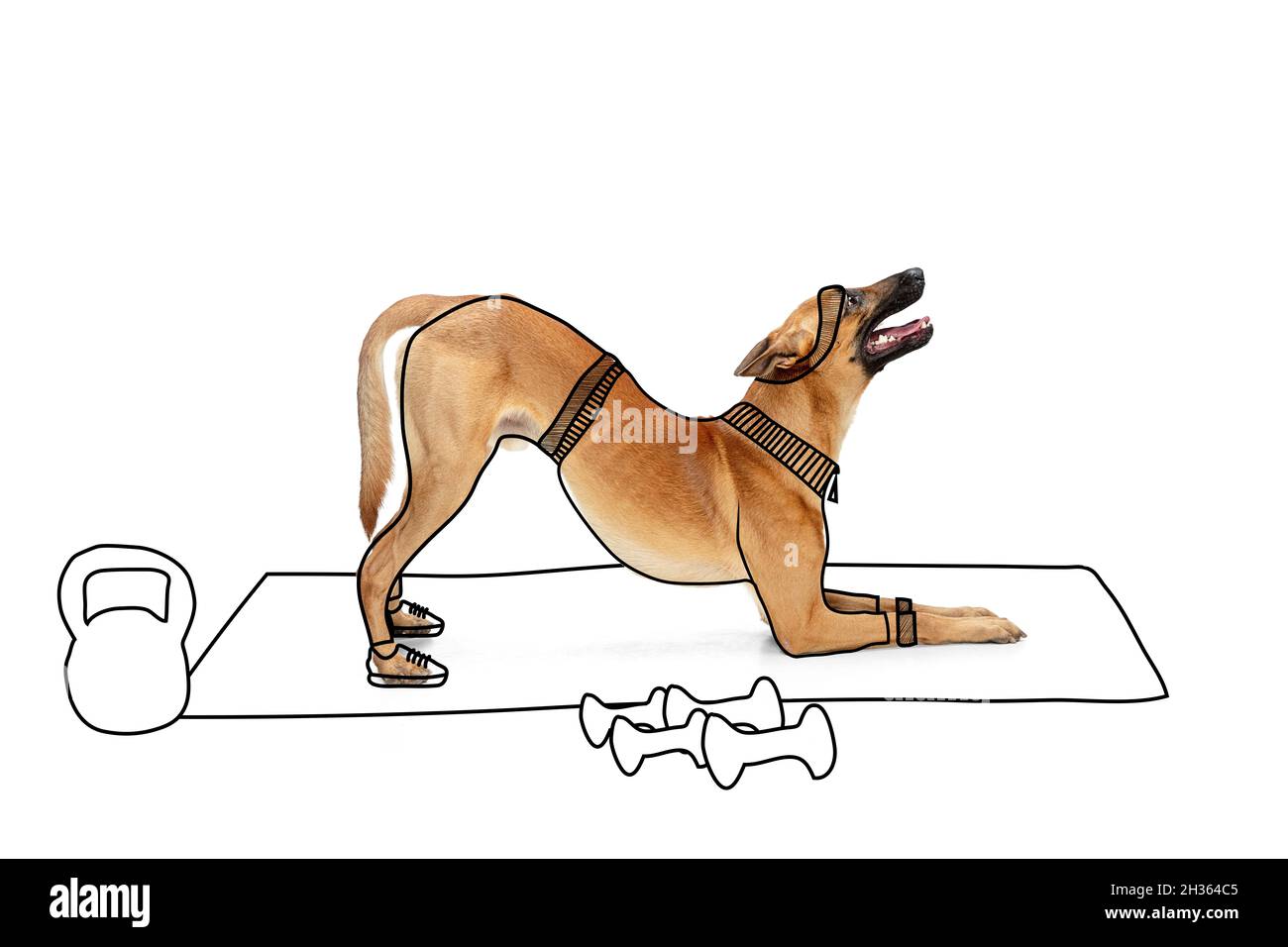 Artwork. Portrait of cute breed dog doing morning exercises isolated on ...