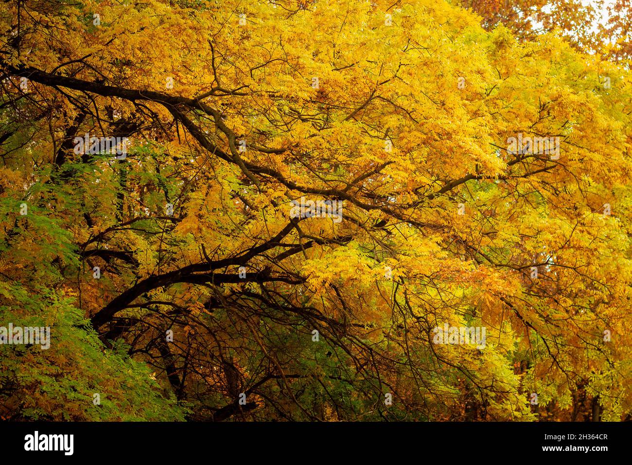 Natural view of autumnal leaves on tree branches Stock Photo - Alamy