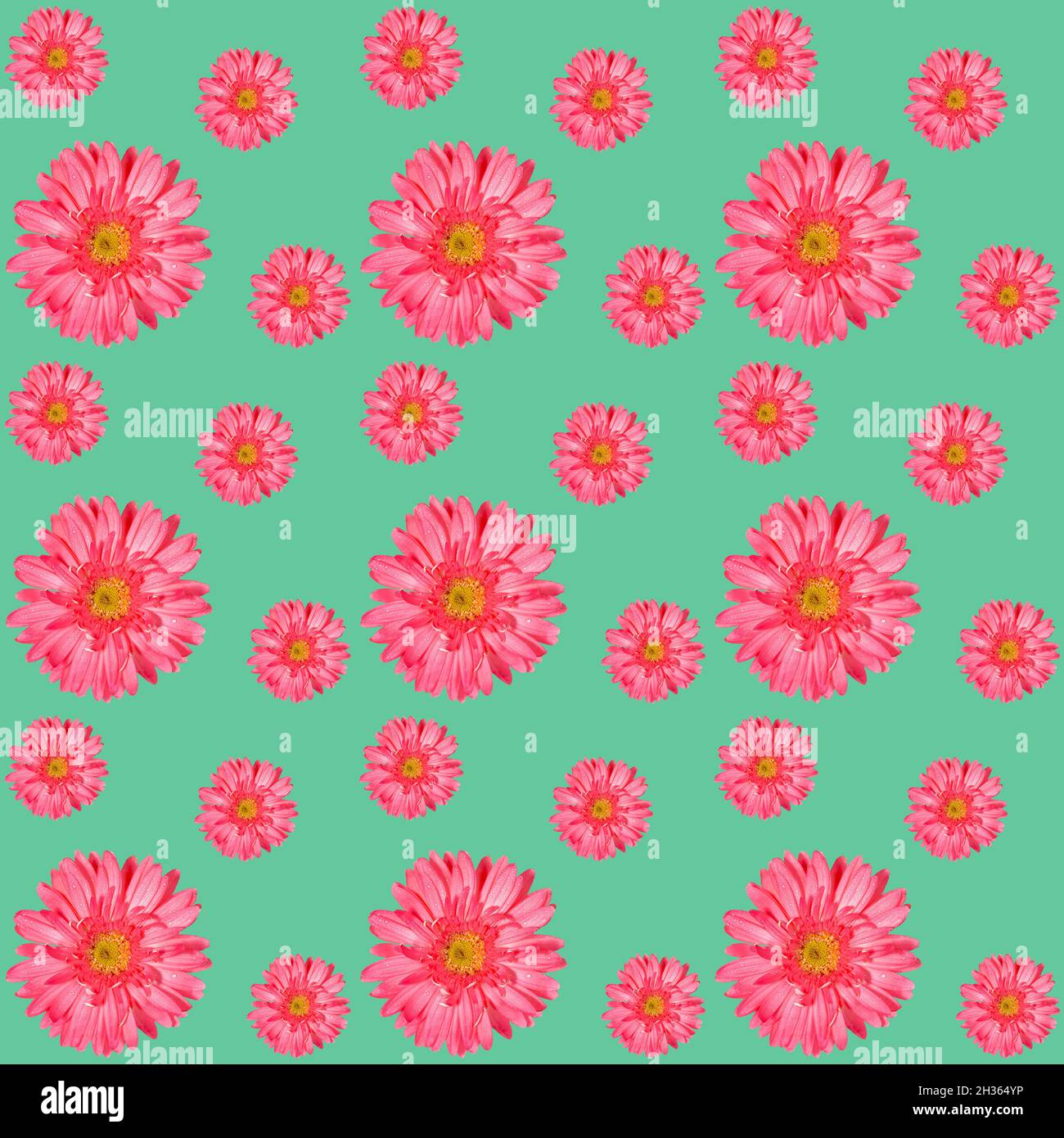 Seamless pattern with gentle pink gerbera flowers of different sizes on ...
