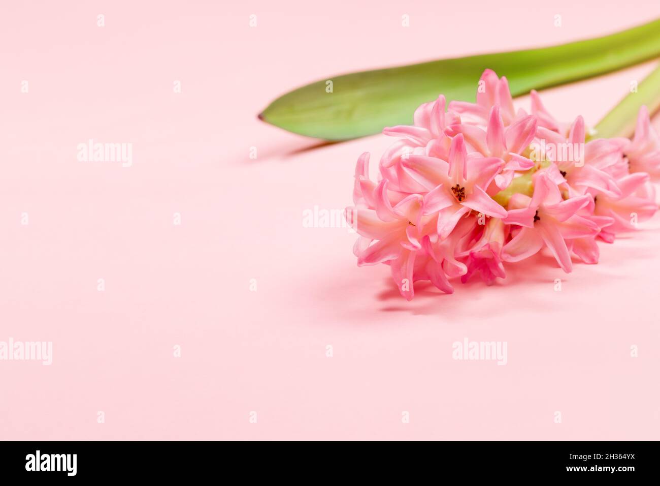 One hyacinth flower on pastel pink background close up. Wedding, Women ...