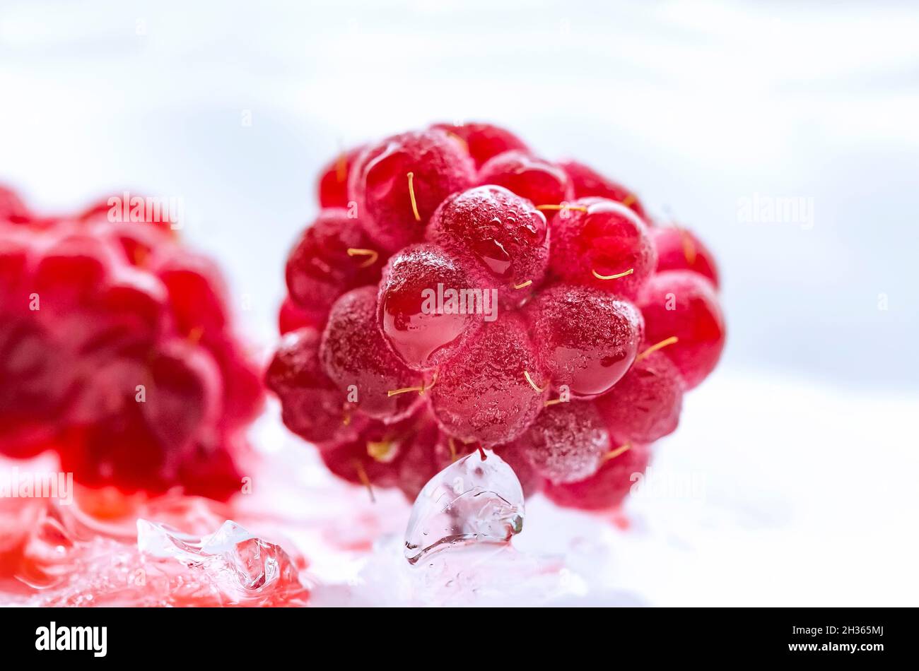 Extreme close up of frozen frosty raspberries lying on crushed ice ...