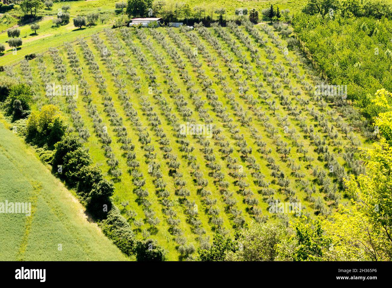 Controguerra hi-res stock photography and images - Alamy