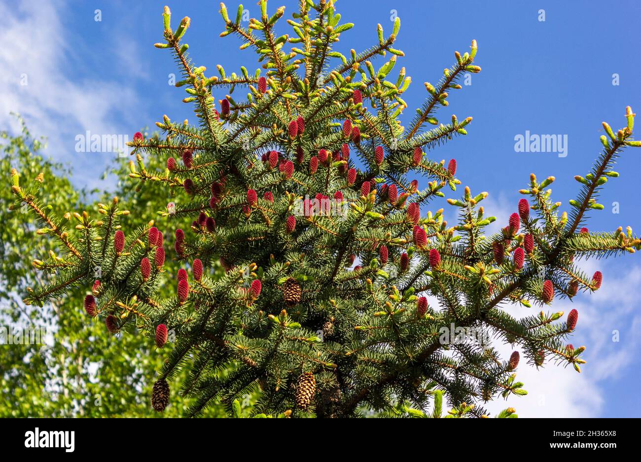Spruce with small red cones in late spring .Sunny day, pine cones on a ...