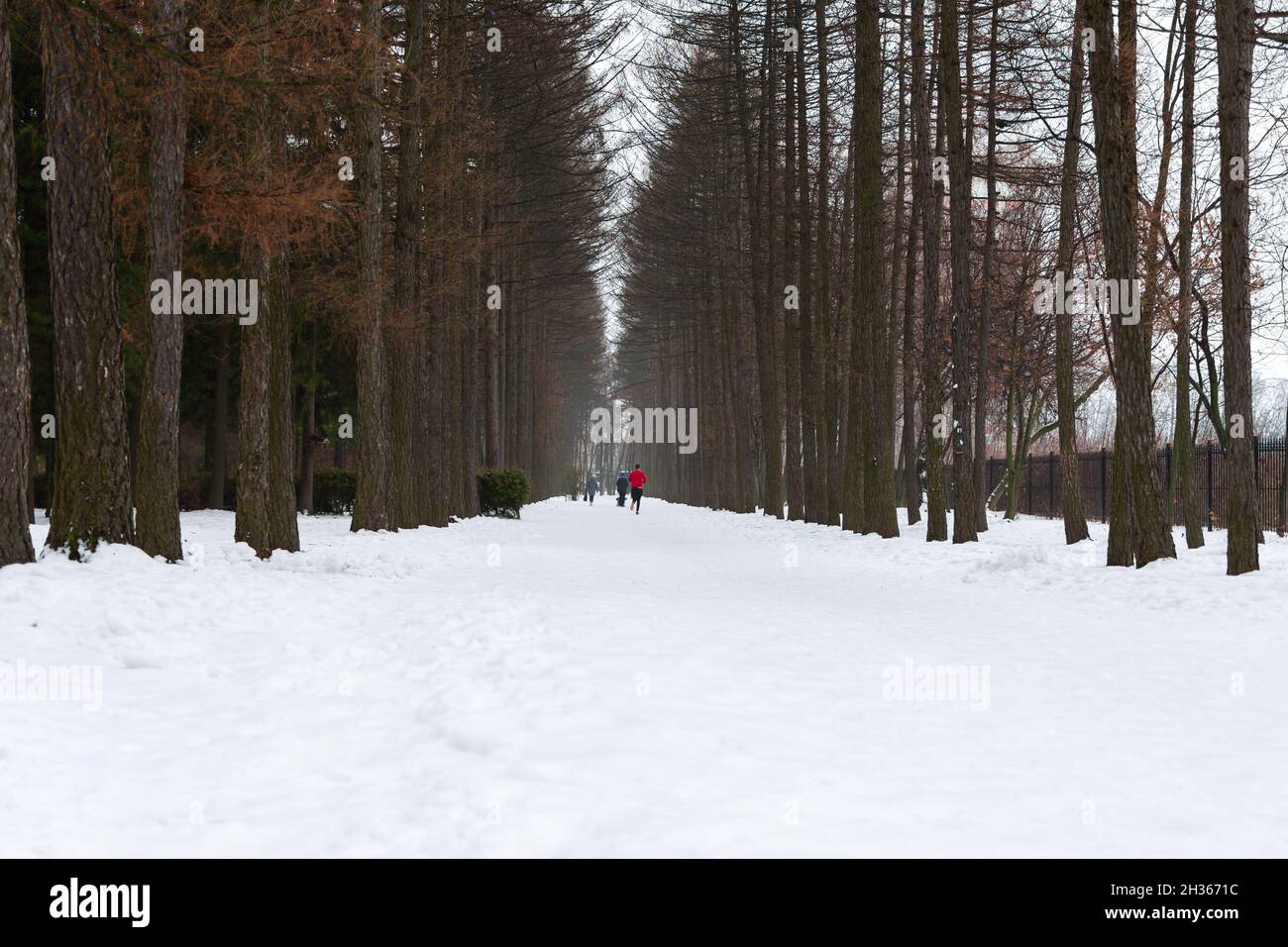 Winter path park. A wide road with people walking and running. Gray ...