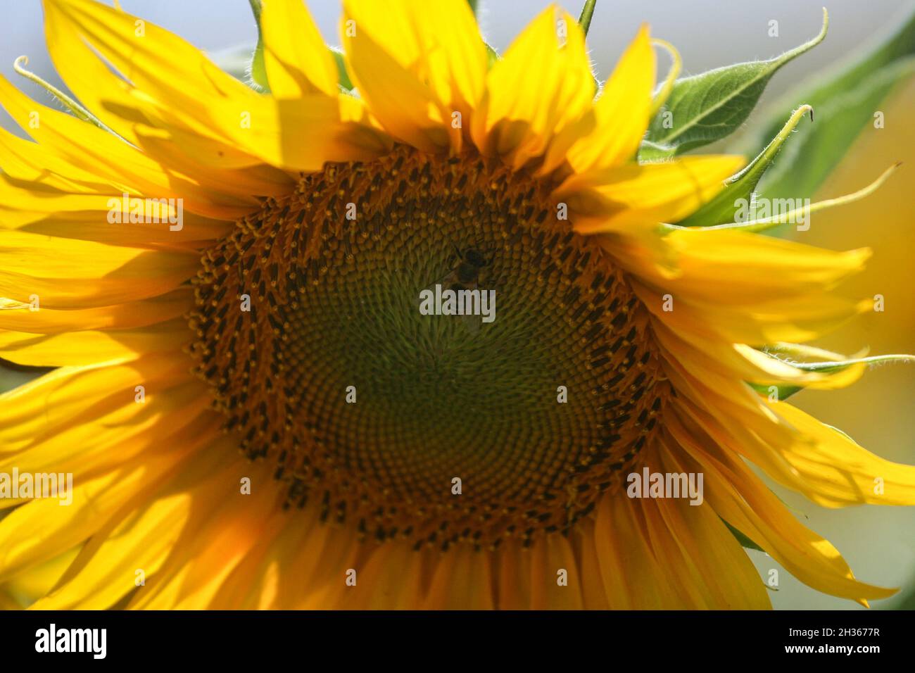 Bulgaria, June 28, 2009: Sunflower in full bloom in field of sunflowers ...