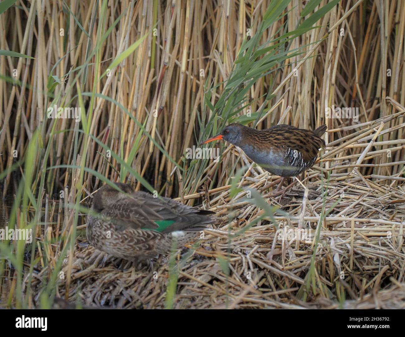 Water Rail, Teifi Marshes, West Wales Stock Photo - Alamy