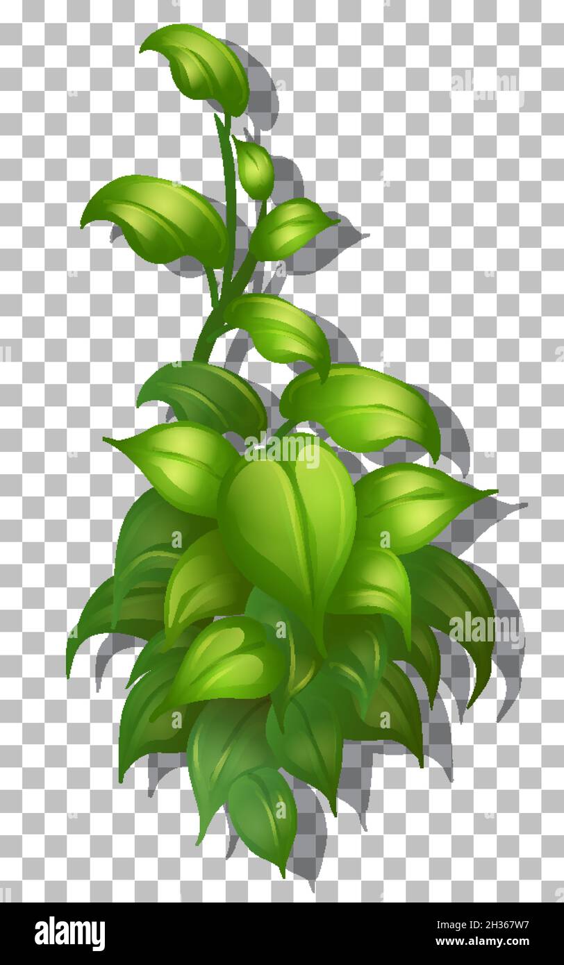 Tropical plant on transparent background illustration Stock Vector ...