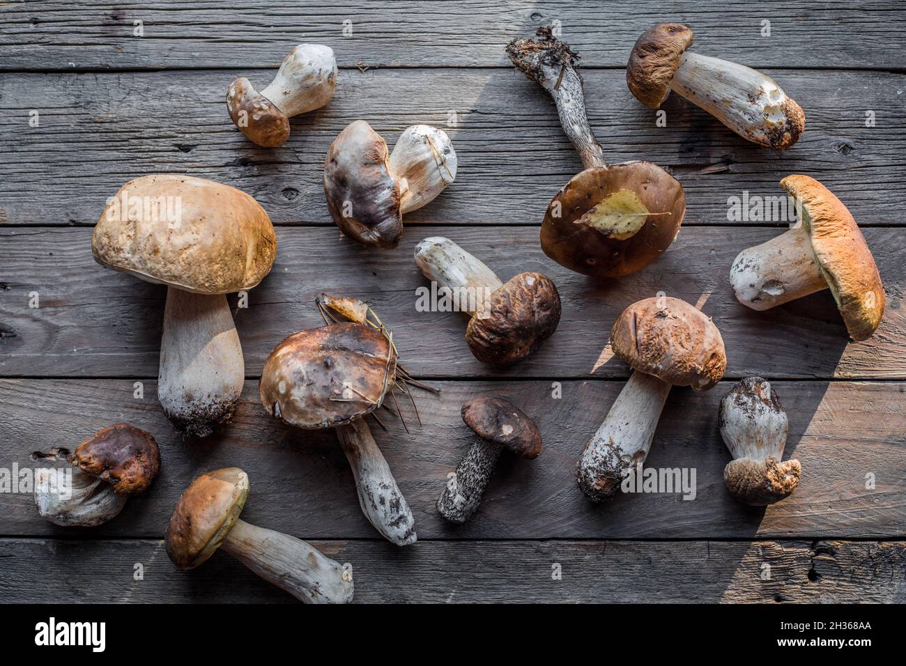 Forest edible mushrooms close up. Ceps boletus edulis over wooden ...
