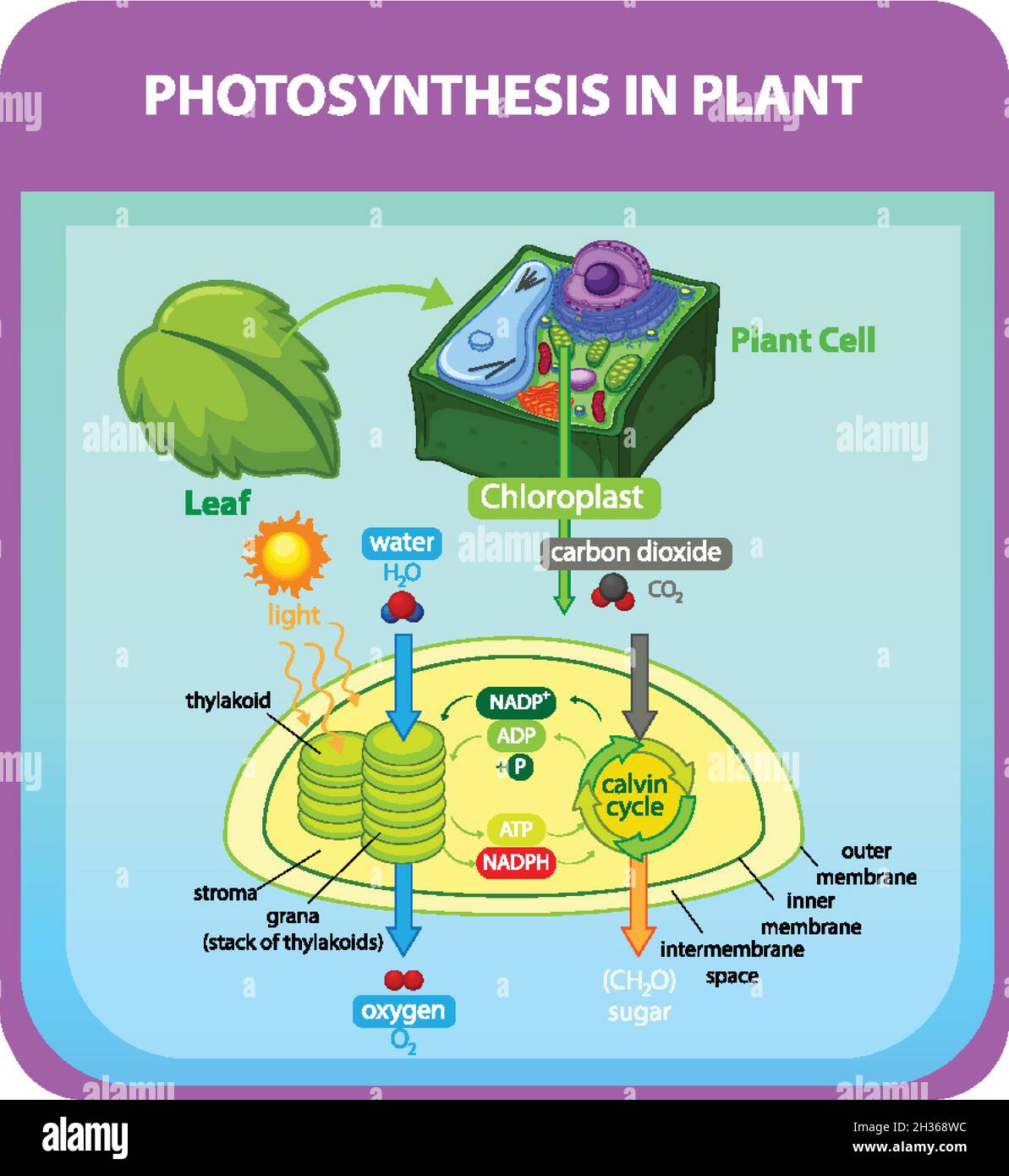 Process of photosynthesis in plant illustration Stock Vector Image ...