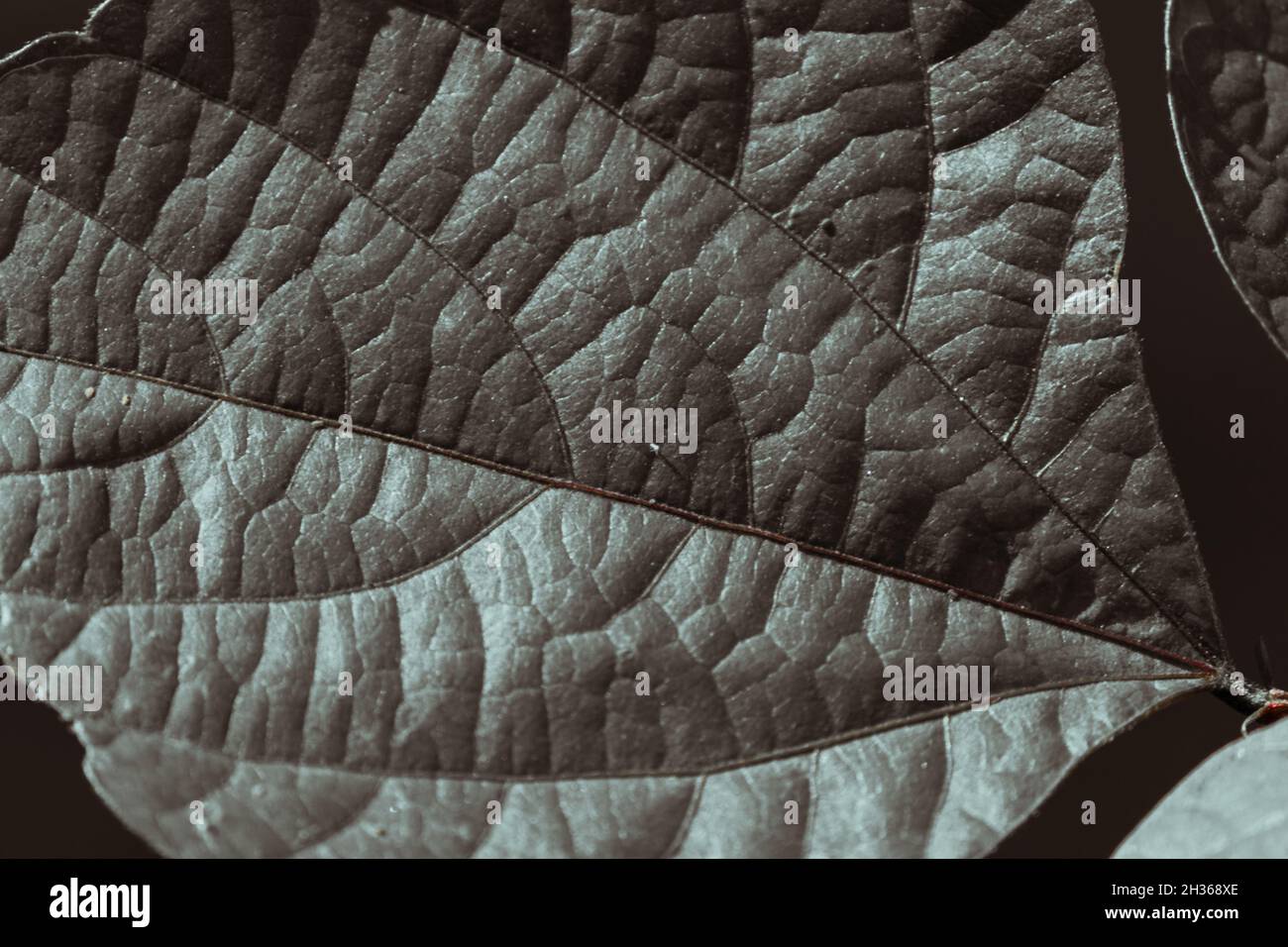 Close-up of a dark leaf and its texture in cool tones. Natural ...