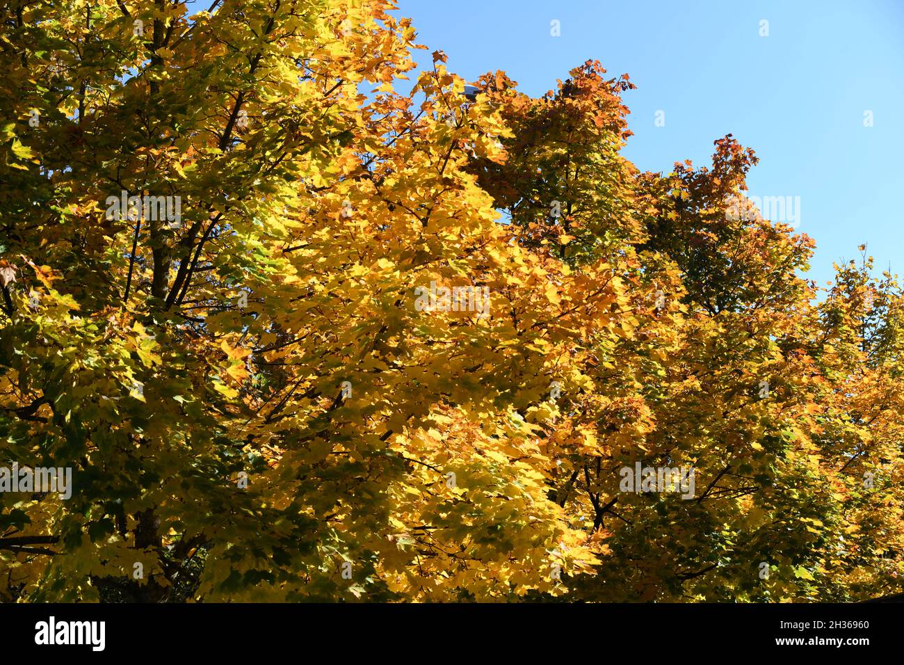 Goldener baum hi-res stock photography and images - Alamy