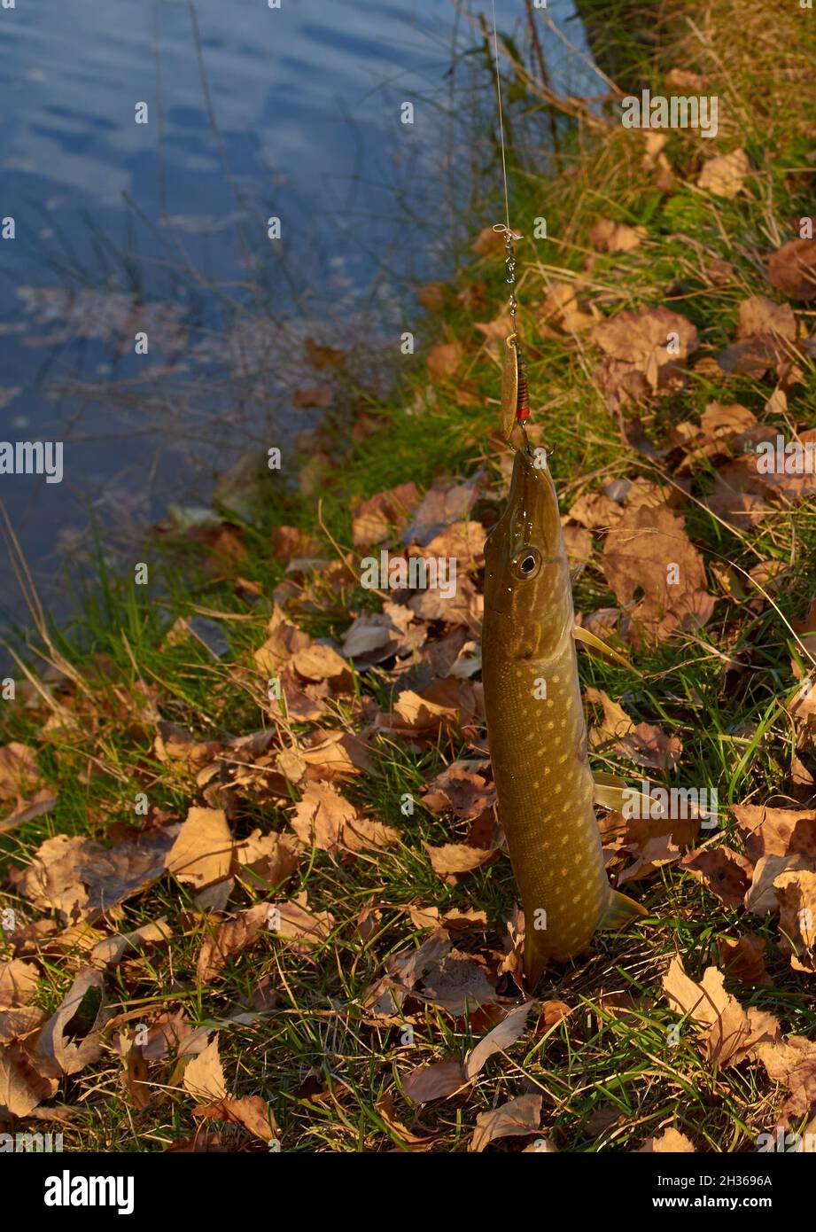 Fishing. A small pike hanging on a hook. Vertical format Stock Photo ...