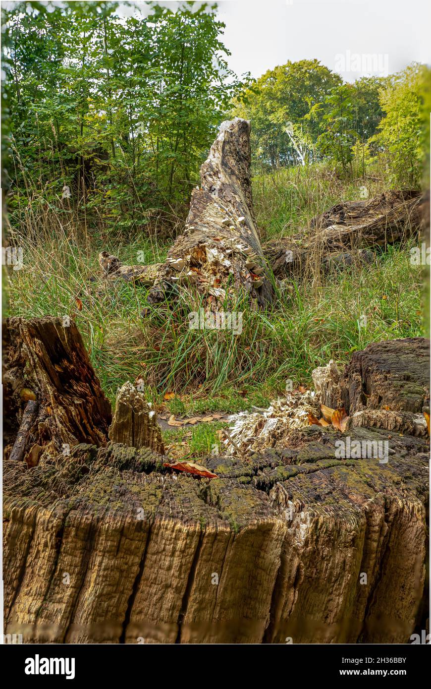 Ancient oak tree felled timber hi-res stock photography and images - Alamy