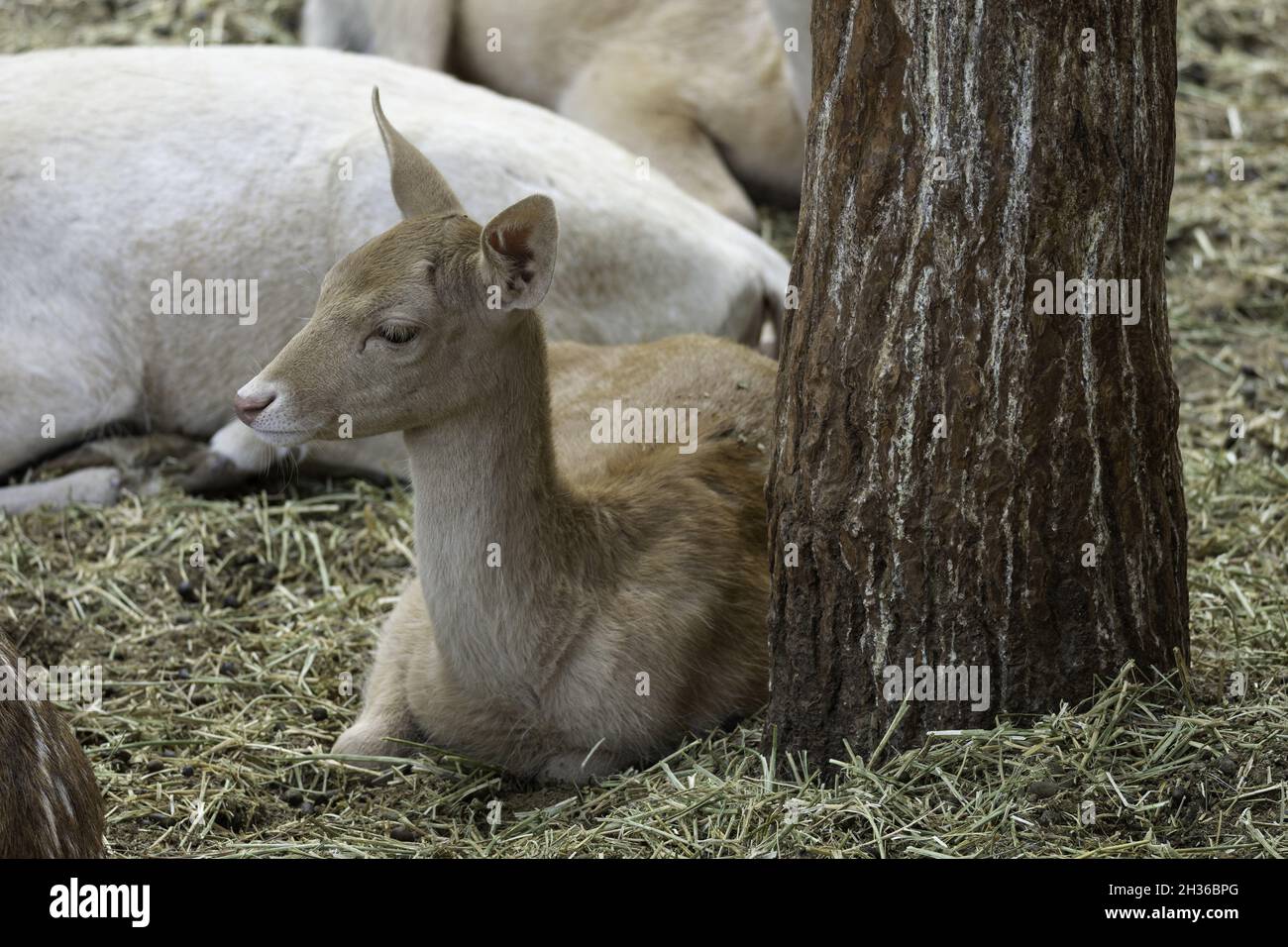 Cute deer sitting on the ground on the farm Stock Photo - Alamy