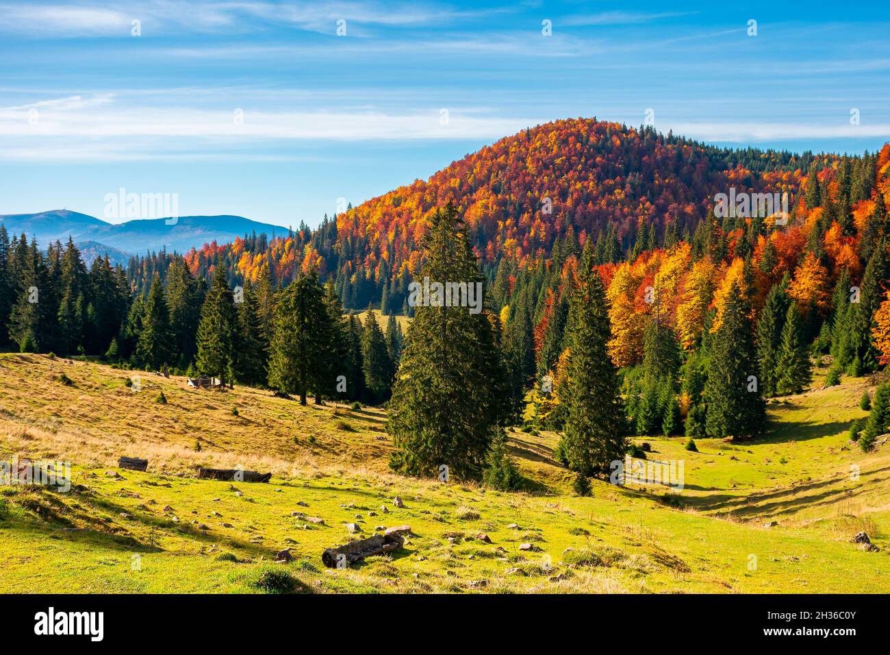 autumn landscape in mountains. trees and grassy meadow on the hillside ...