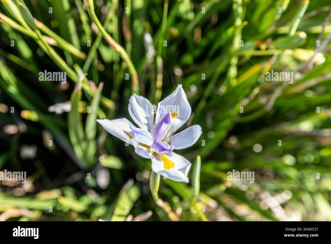African iris hi-res stock photography and images - Alamy