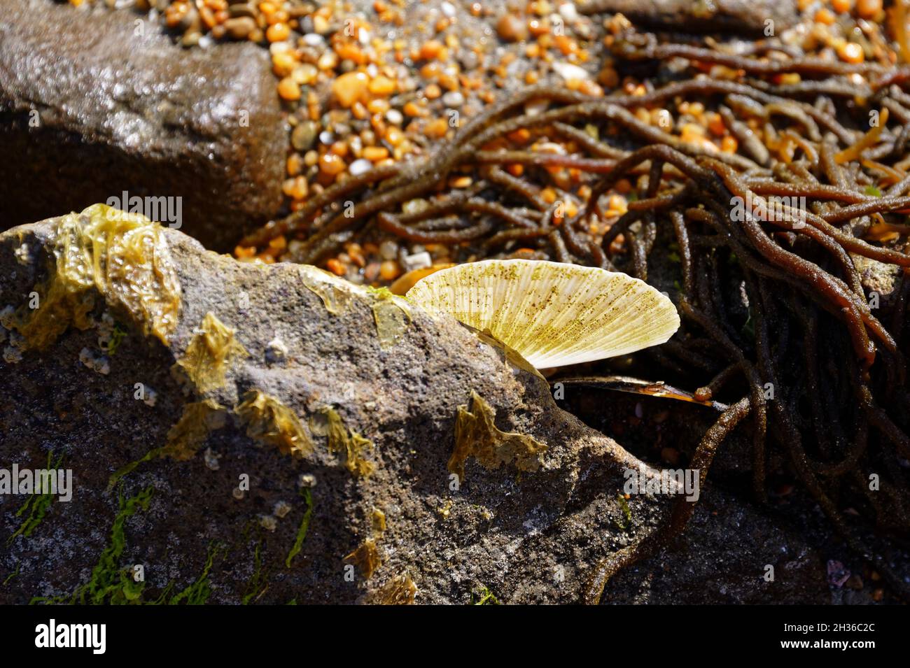 Pebbles and stones on the foreshore hi-res stock photography and images ...