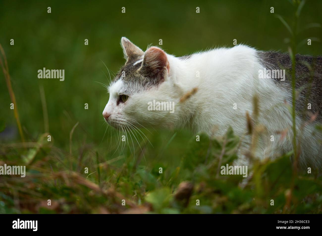 Domestic cat white stalking in hi-res stock photography and images - Alamy