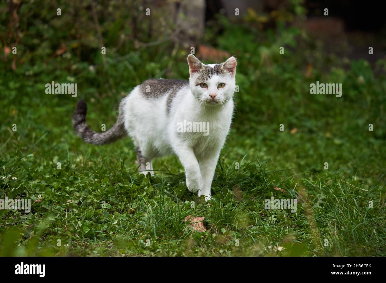 A grumpy angry cat stalking in the grass Stock Photo - Alamy