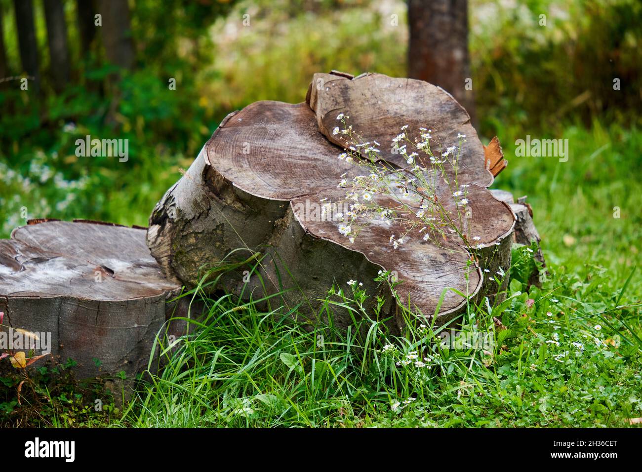 Beech stumps hi-res stock photography and images - Alamy