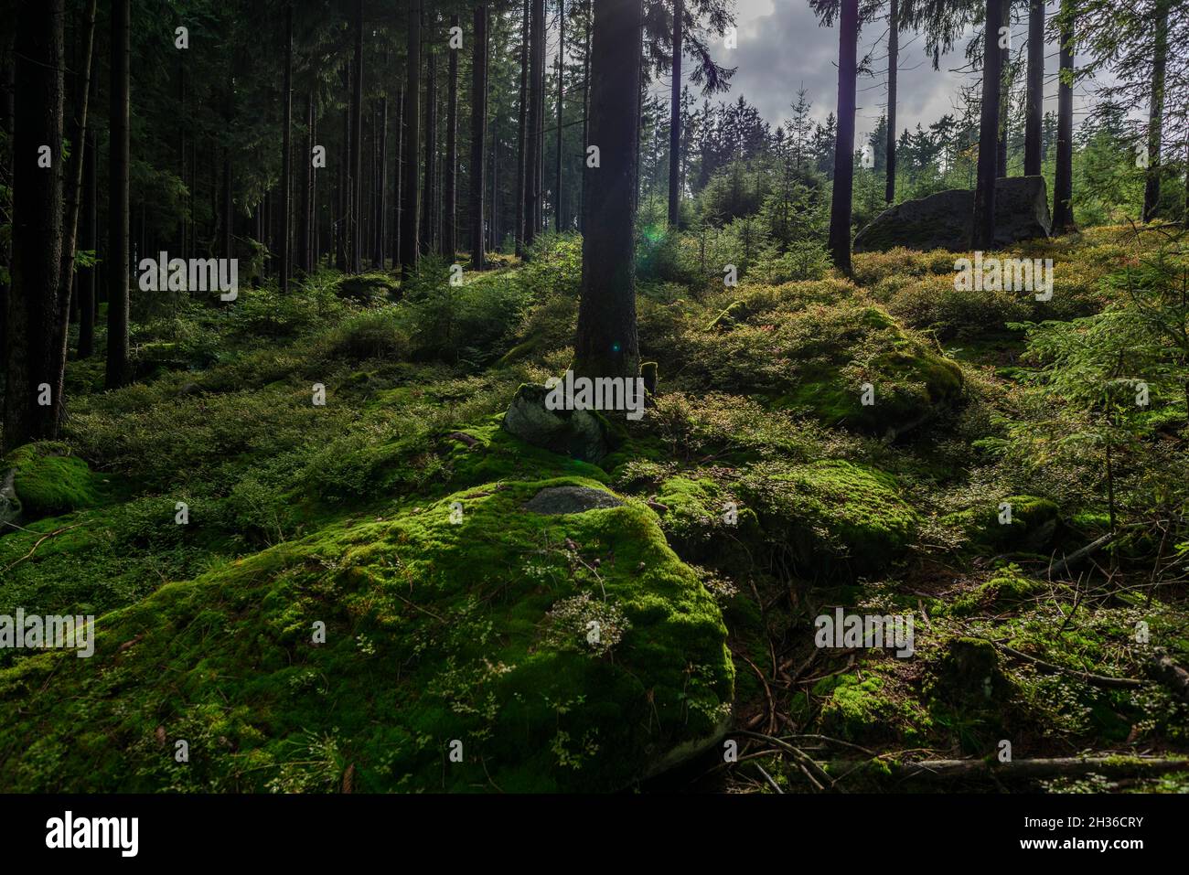 Forest trees light hi-res stock photography and images - Alamy