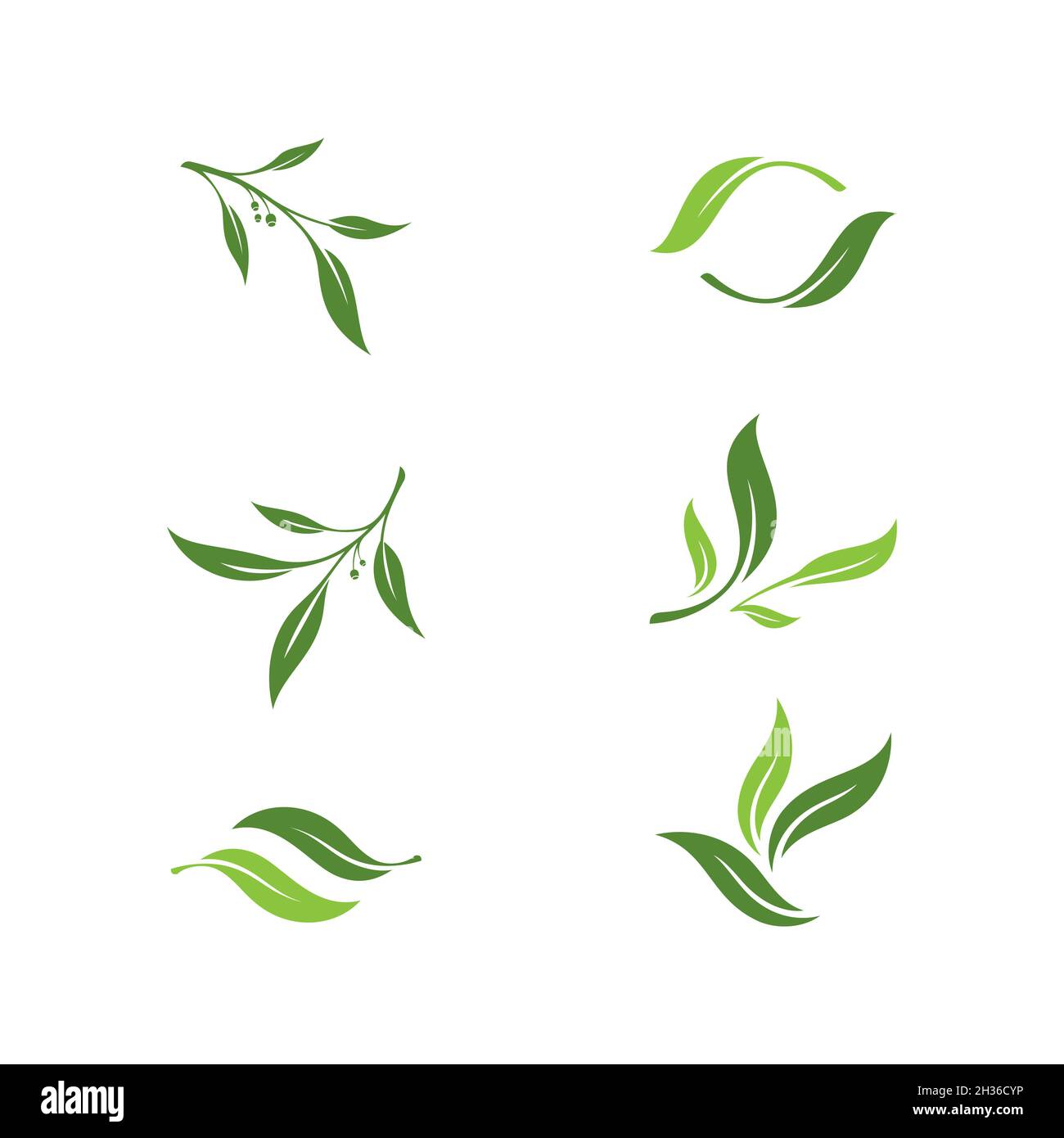 Olive leaf vector illustration design template Stock Photo - Alamy
