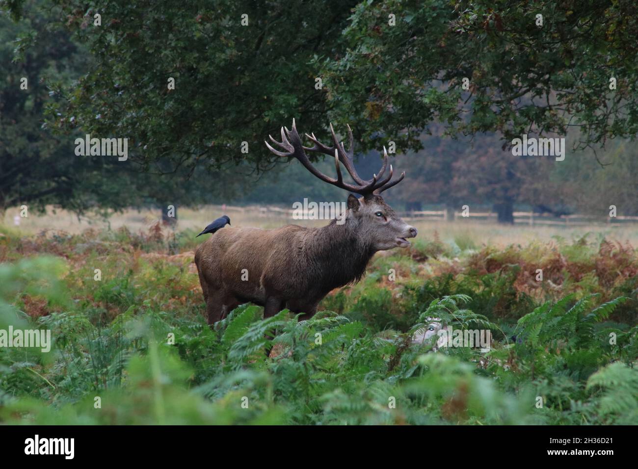 Single stag in woodland setting with bird on its back Stock Photo - Alamy