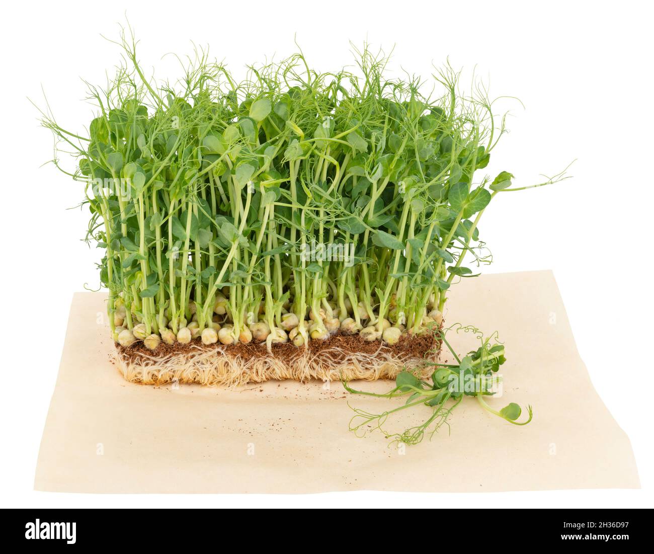 Pea microgreens growing on a substrate, isolated on white background ...