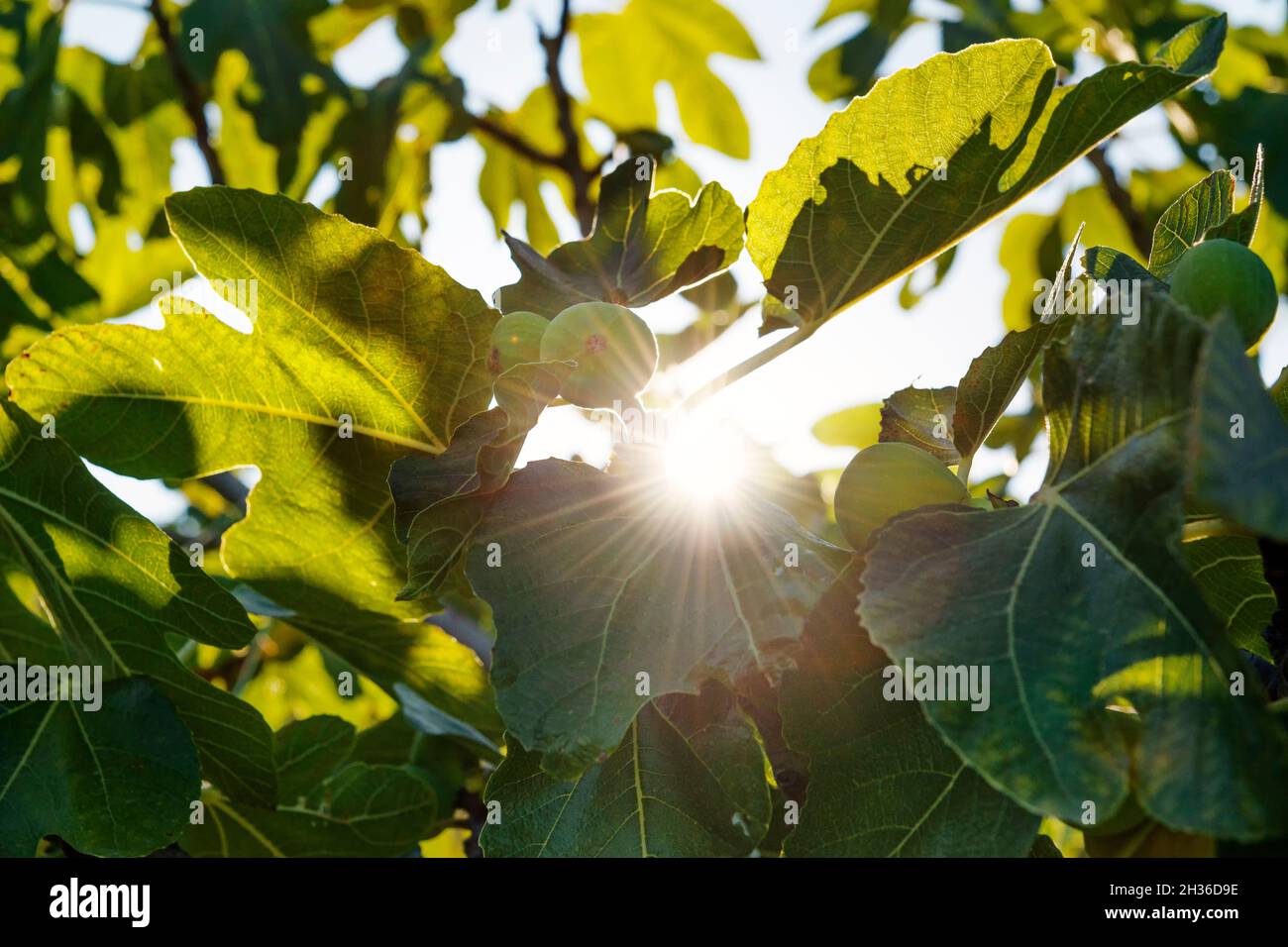 Sun shining through the leaves of a fig tree with ripe crops Stock ...