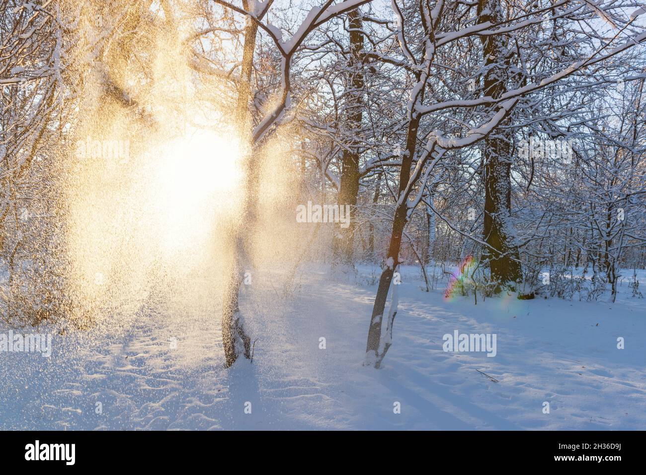 Snowflakes falling glittering shiny snowfall hi-res stock photography ...