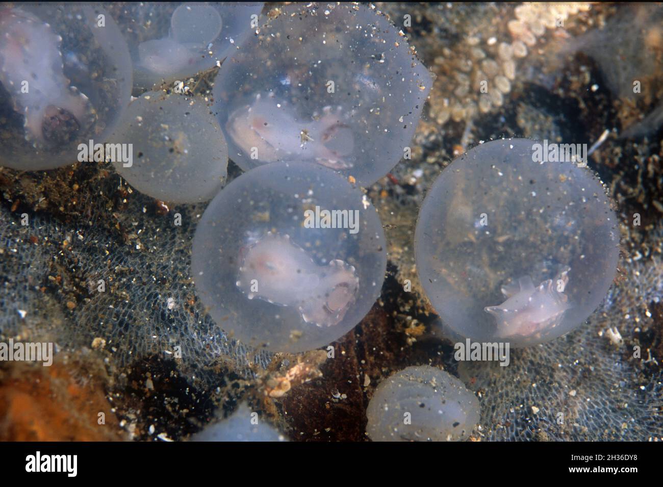 Pfeffer's Flamboyant Cuttlefish, Metasepia pfefferi, eggs in coconut ...