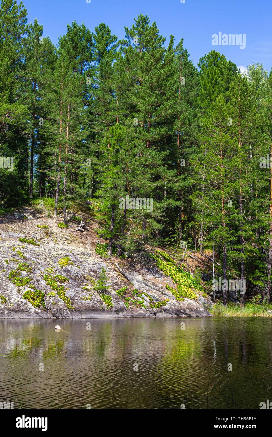 Eastern russia birch forest hi-res stock photography and images - Alamy
